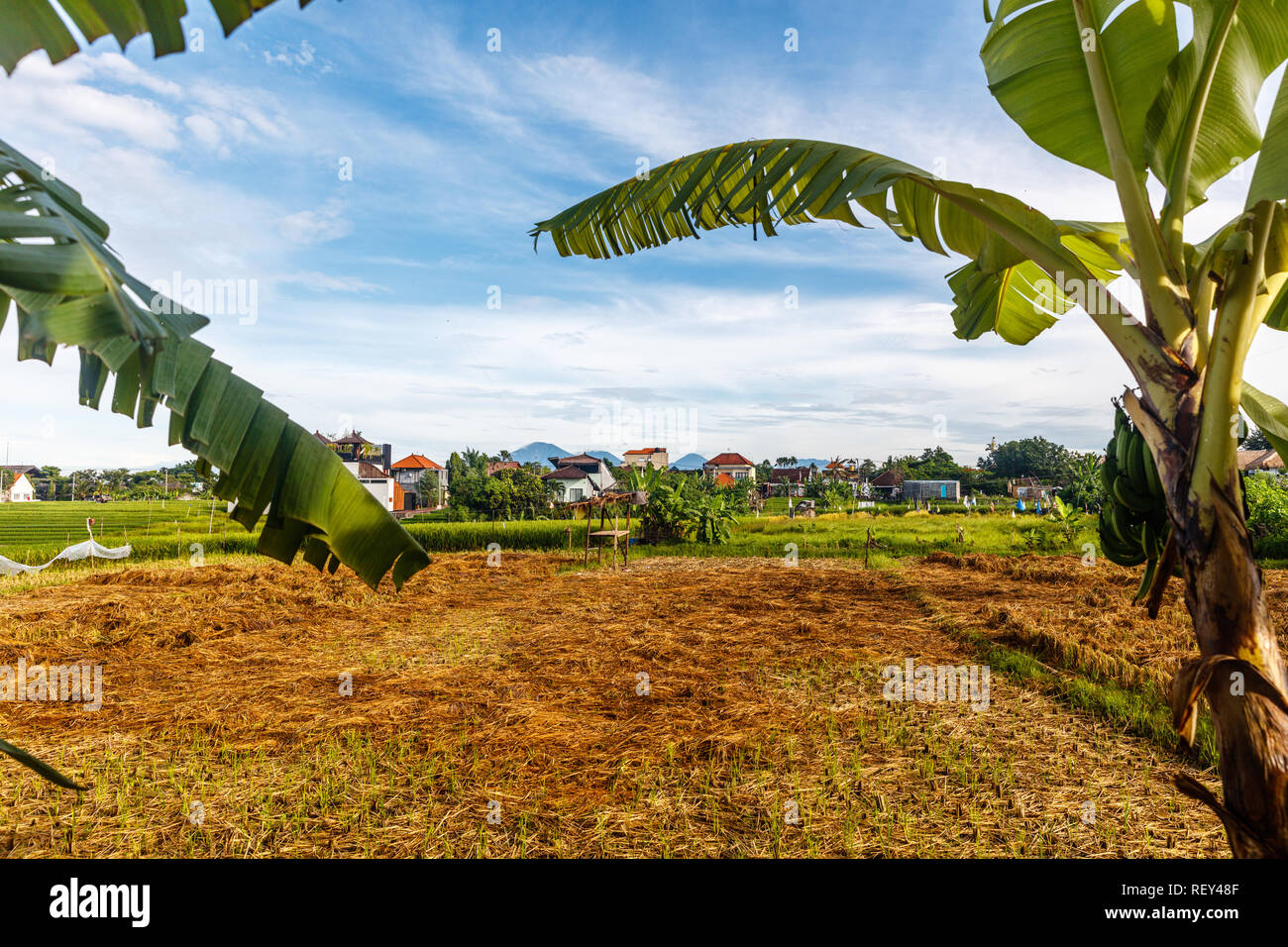 Rice fields, houses of Balinese village, clouds. Rural landscape, Bali ...