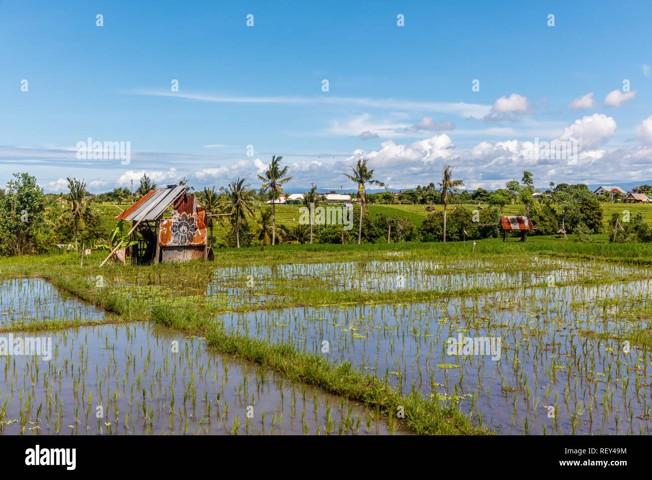Rice fields, houses of Balinese village, clouds. Rural landscape, Bali ...