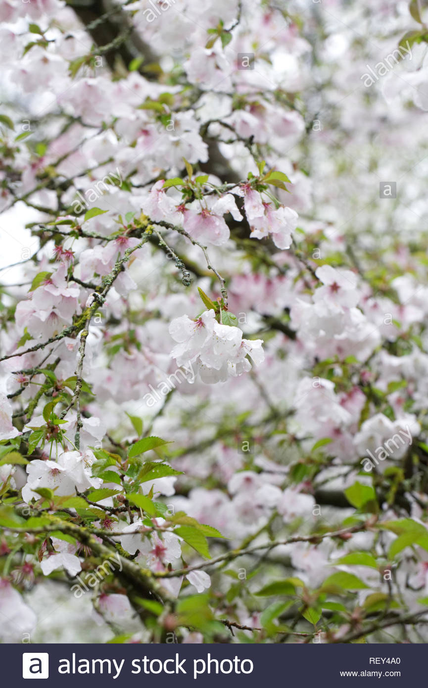 Prunus Incisa The Bride High Resolution Stock Photography and Images ...