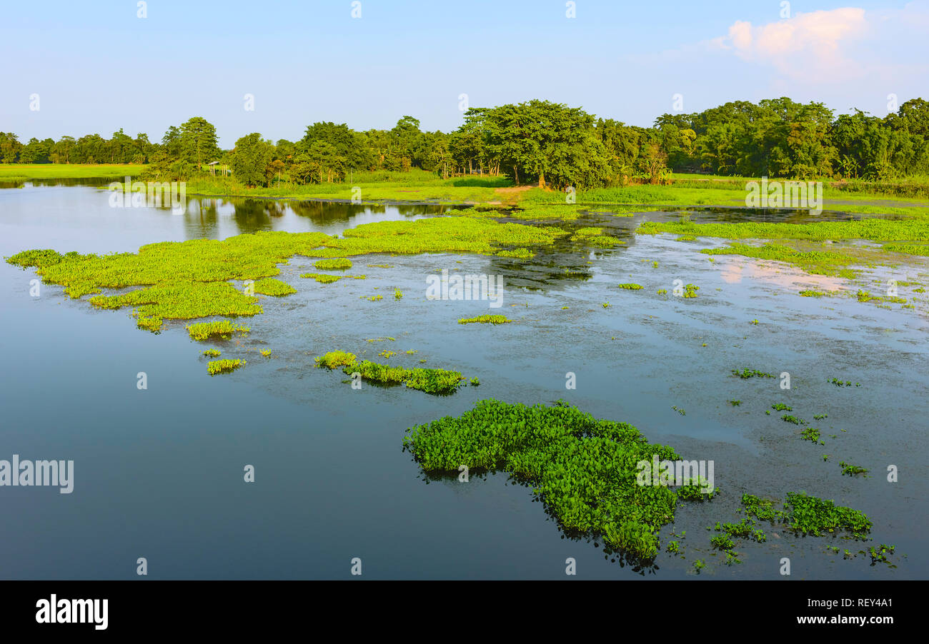 Flora of assam hi-res stock photography and images - Alamy
