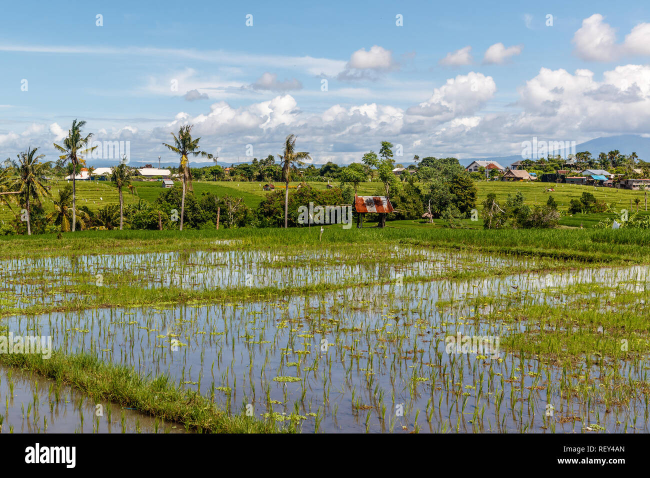 Rice fields, houses of Balinese village, clouds. Rural landscape, Bali ...