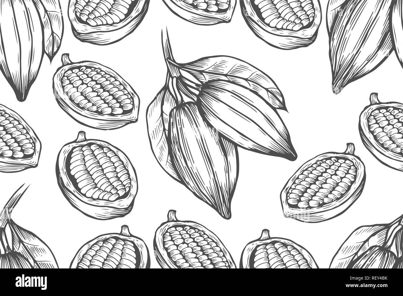 Cacao tree botanical drawing hi-res stock photography and images - Alamy