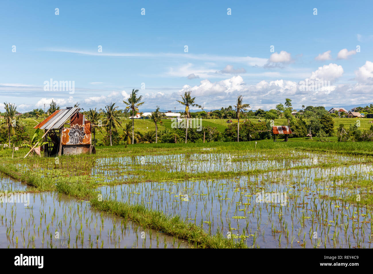 Rice fields, houses of Balinese village, clouds. Rural landscape, Bali ...