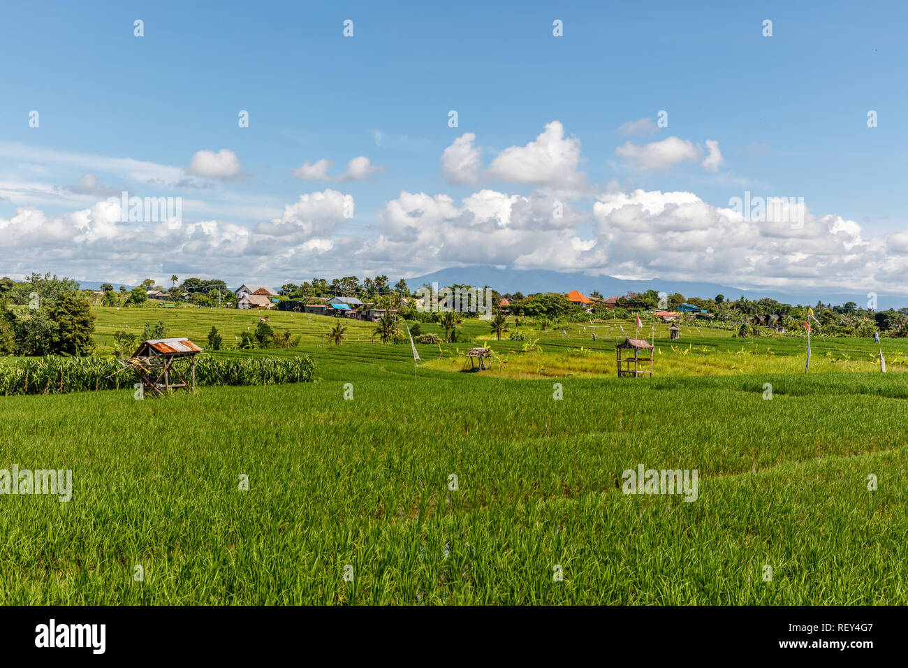 Rice fields, houses of Balinese village, clouds. Rural landscape, Bali ...