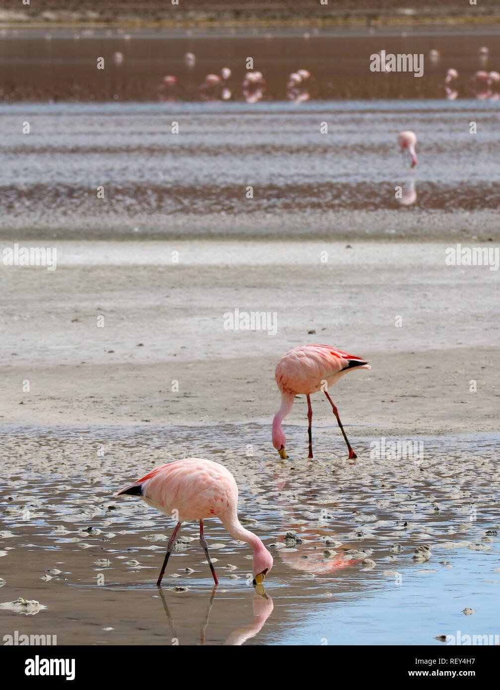 Two Flamingos Grazing in Shallow Saline Water of Laguna Hedionda Lake ...