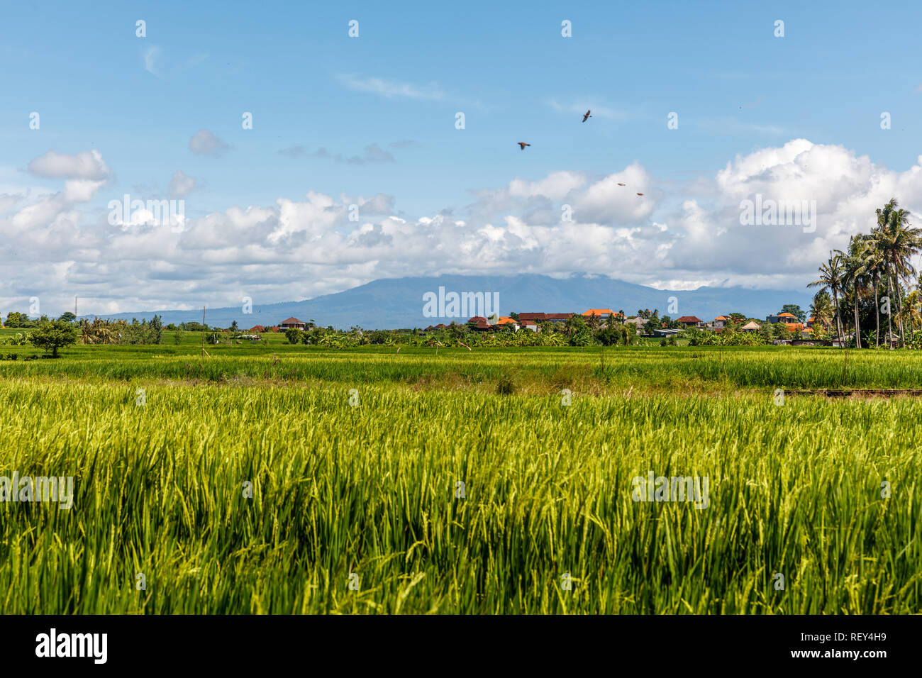 Rice fields, houses of Balinese village, clouds. Rural landscape, Bali ...