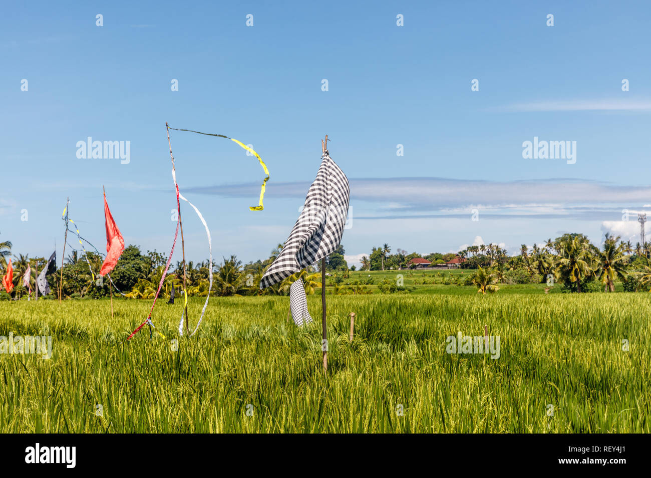 Rice fields, houses of Balinese village, clouds. Rural landscape, Bali ...