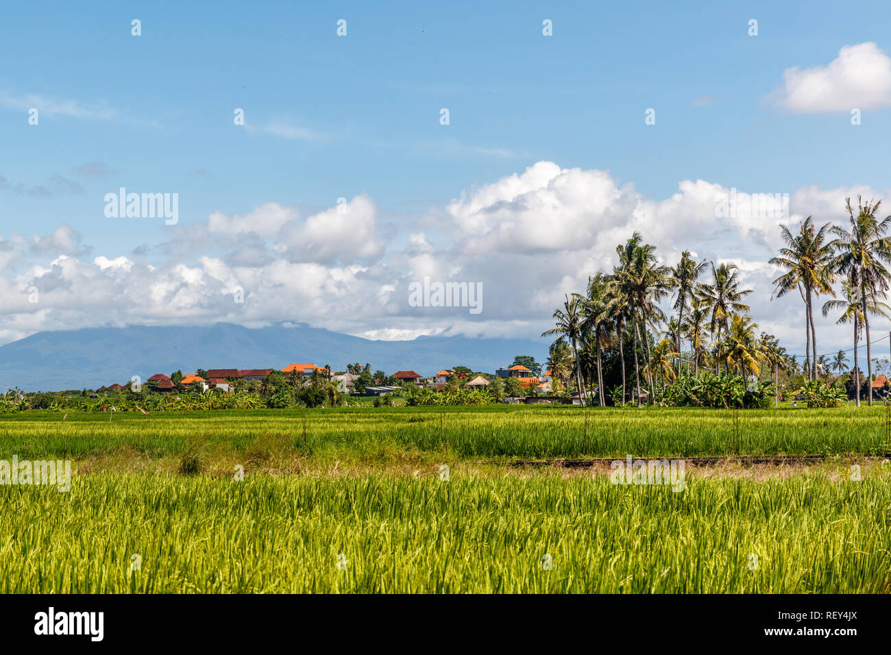 Rice fields, houses of Balinese village, clouds. Rural landscape, Bali ...