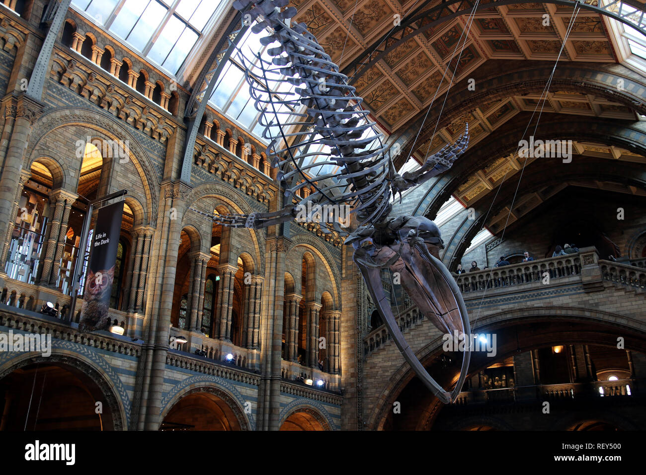 The Natural History Museum in London, England Stock Photo - Alamy