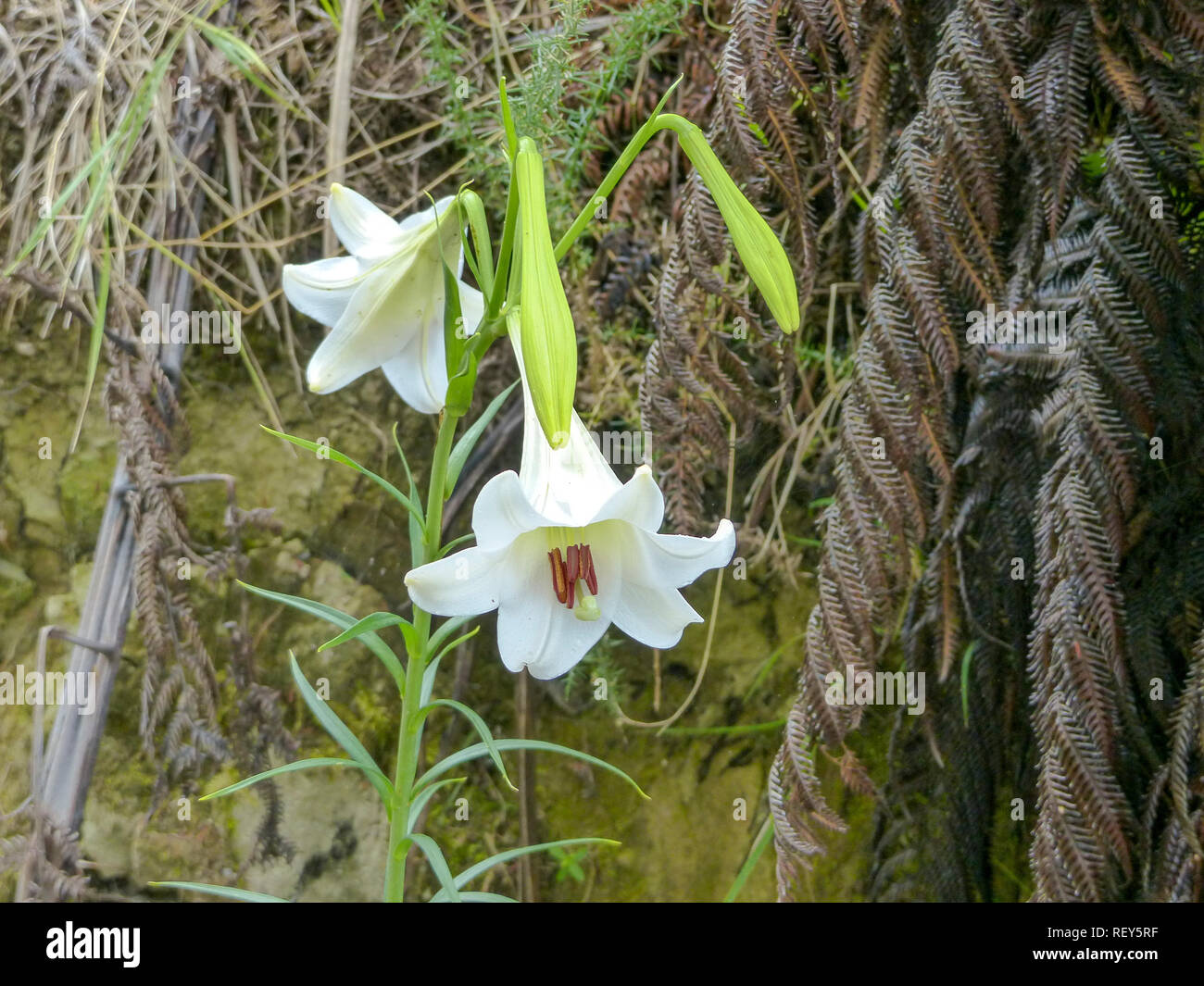 Regal Lily (Lilium regale) flower. Photographed in New Zealand in ...