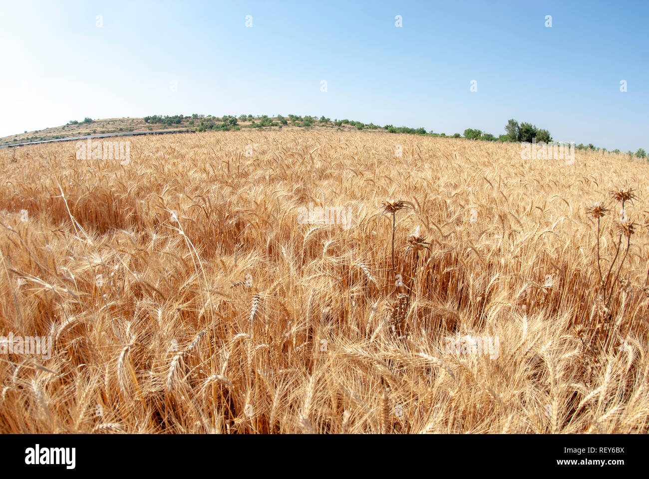 Golden yellow stalks hi-res stock photography and images - Alamy
