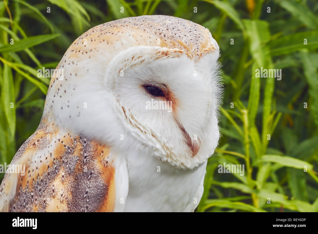 The Barn Owl (Tyto alba) is widespread across large parts of the world ...