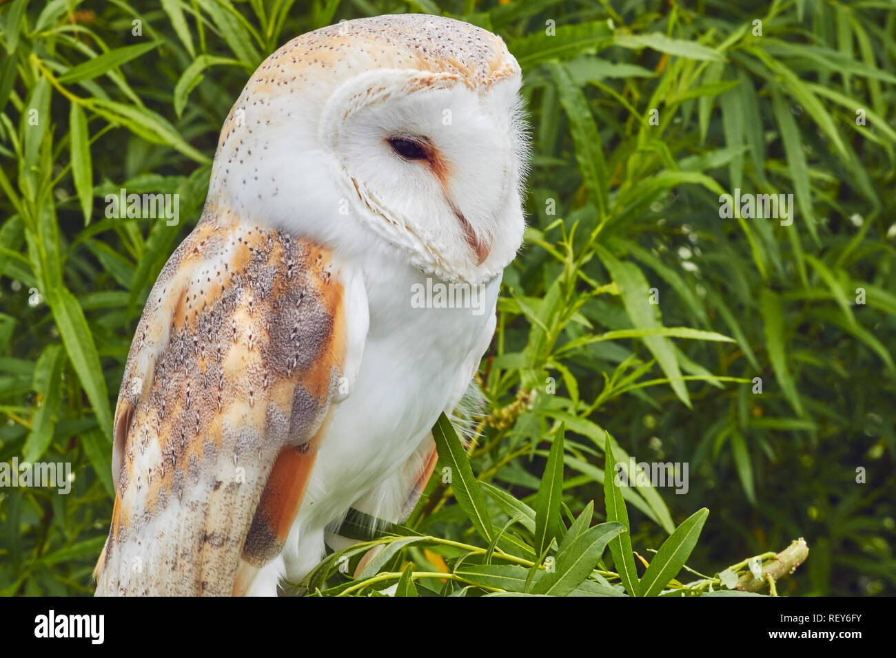 Uk native species bird hi-res stock photography and images - Alamy