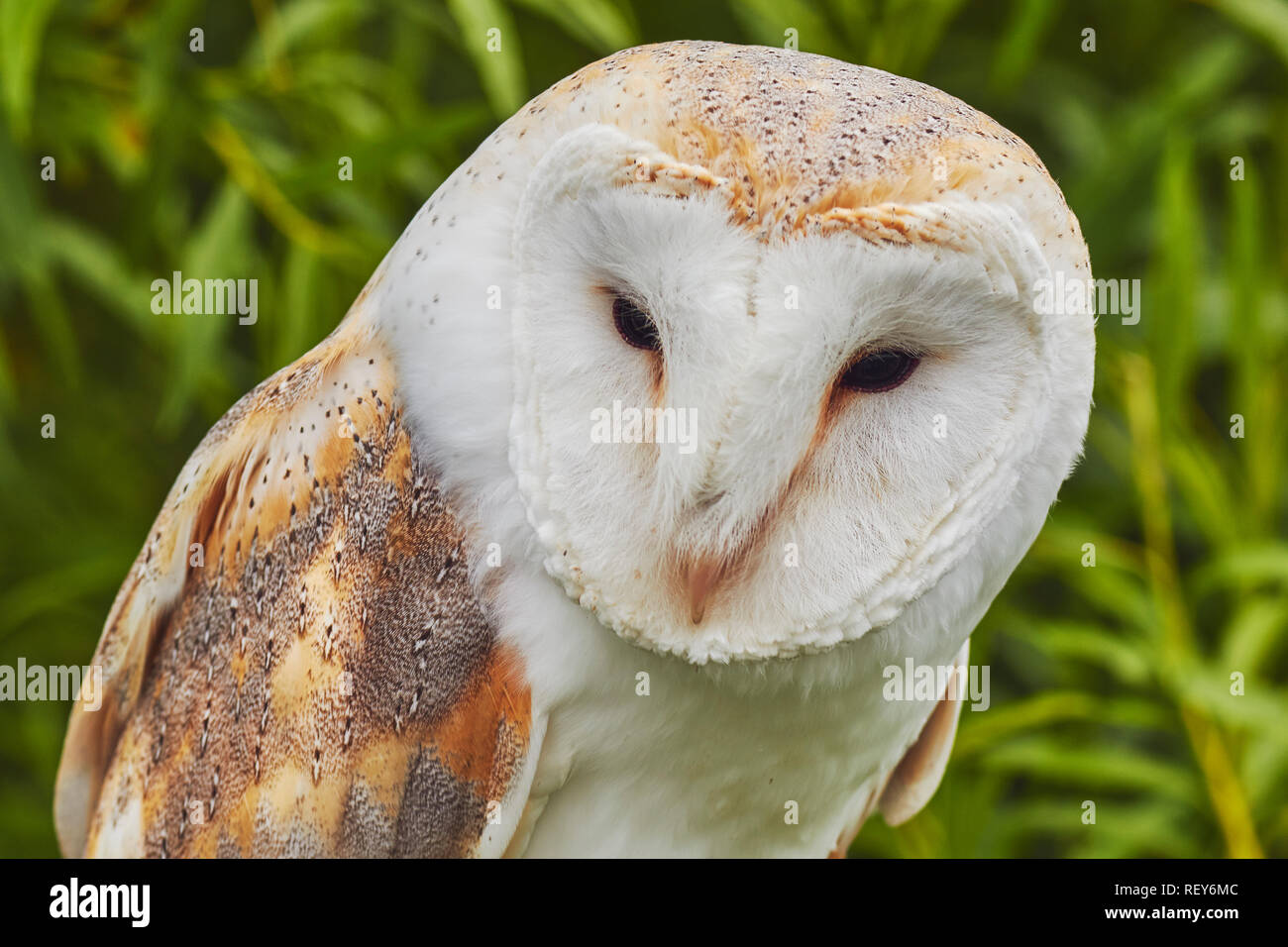 Owl folklore hi-res stock photography and images - Alamy
