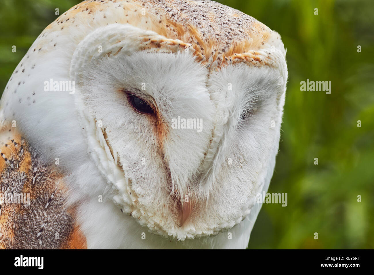 The Barn Owl (Tyto alba) is widespread across large parts of the world ...