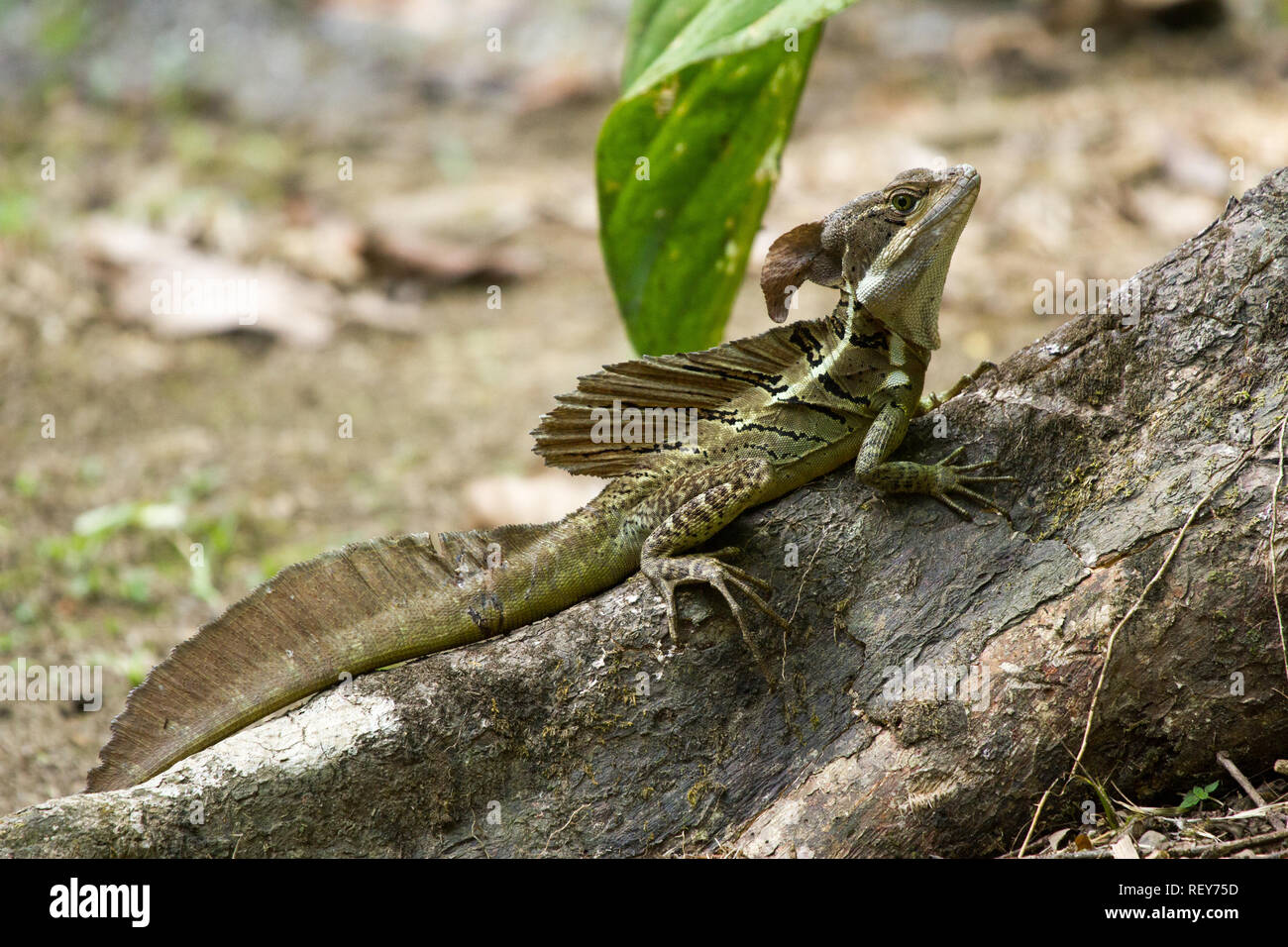 Spiny-tailed Basilisk (Basiliscus vittatus Stock Photo - Alamy