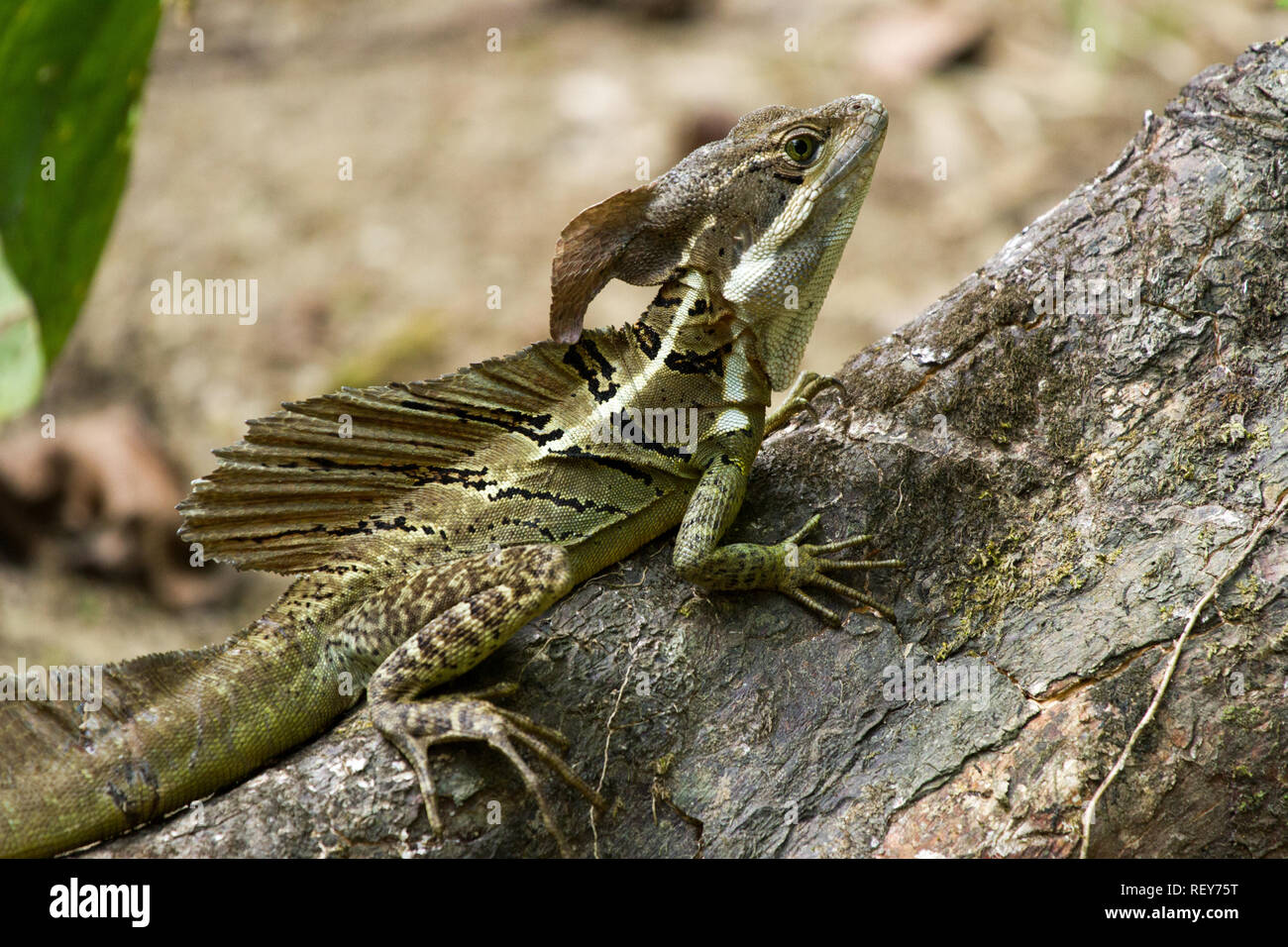 Spiny-tailed Basilisk (Basiliscus vittatus Stock Photo - Alamy