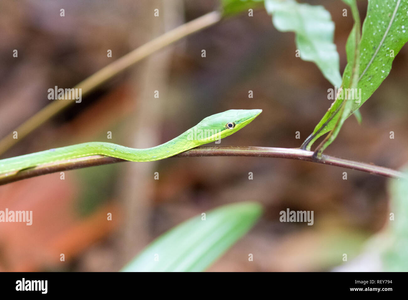 Green Vine snake (Oxybelis fulgidus Stock Photo - Alamy