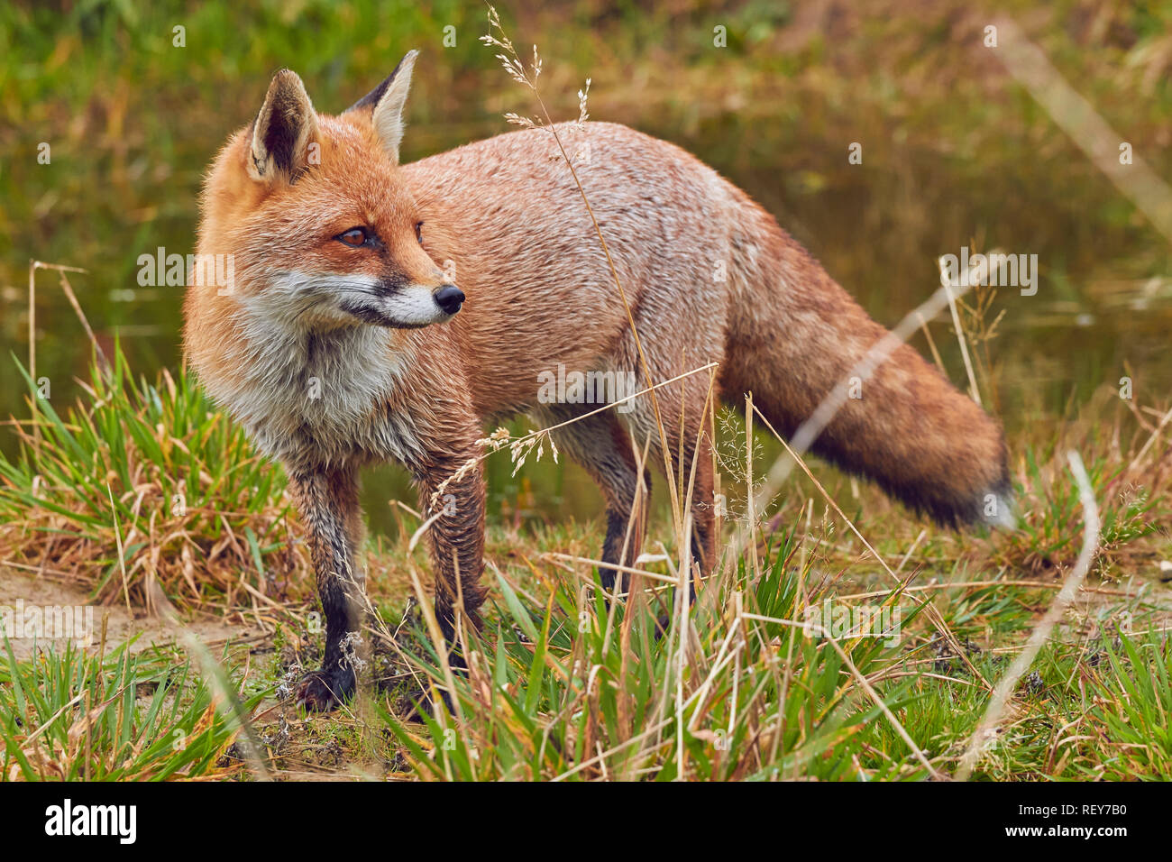 The Red Fox (Vulpes vulpes) is a common predator, native to the UK, and ...