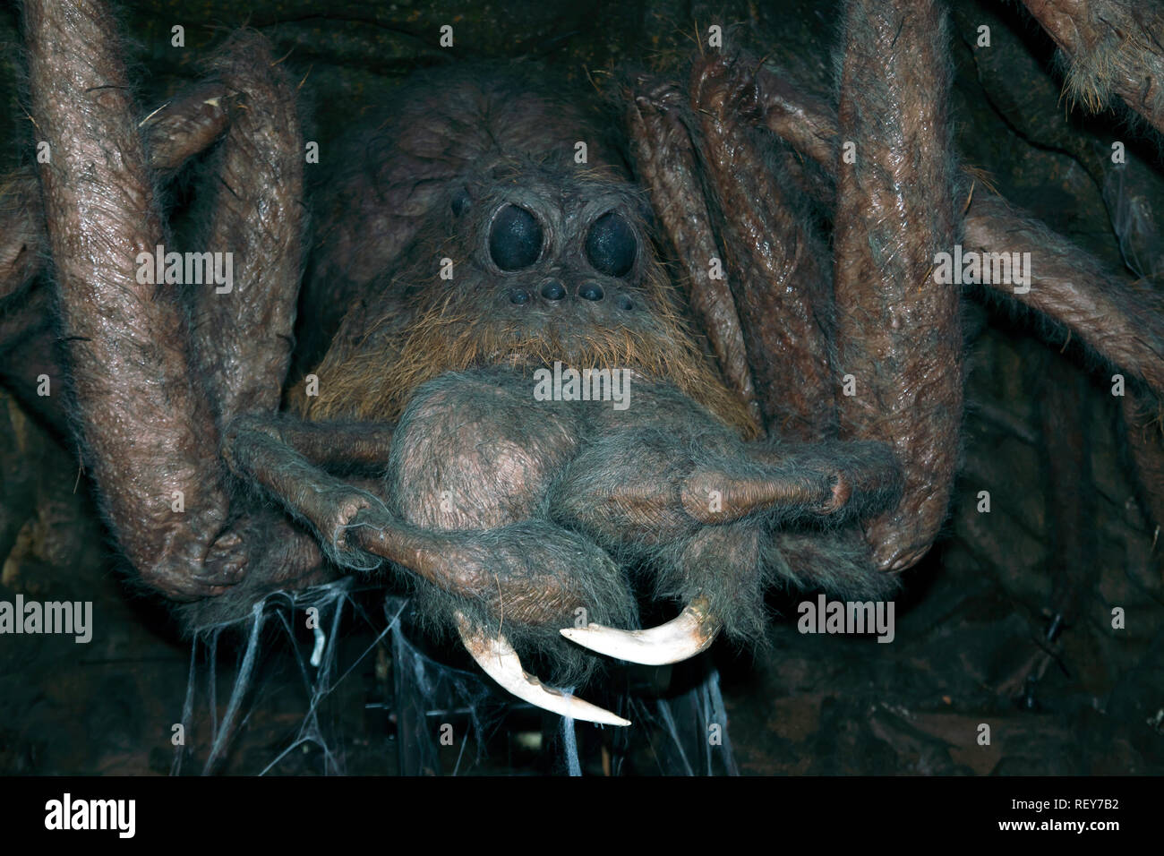 Close-up of Aragog, a giant spider, owned by Rubeus Hagrid, at the ...