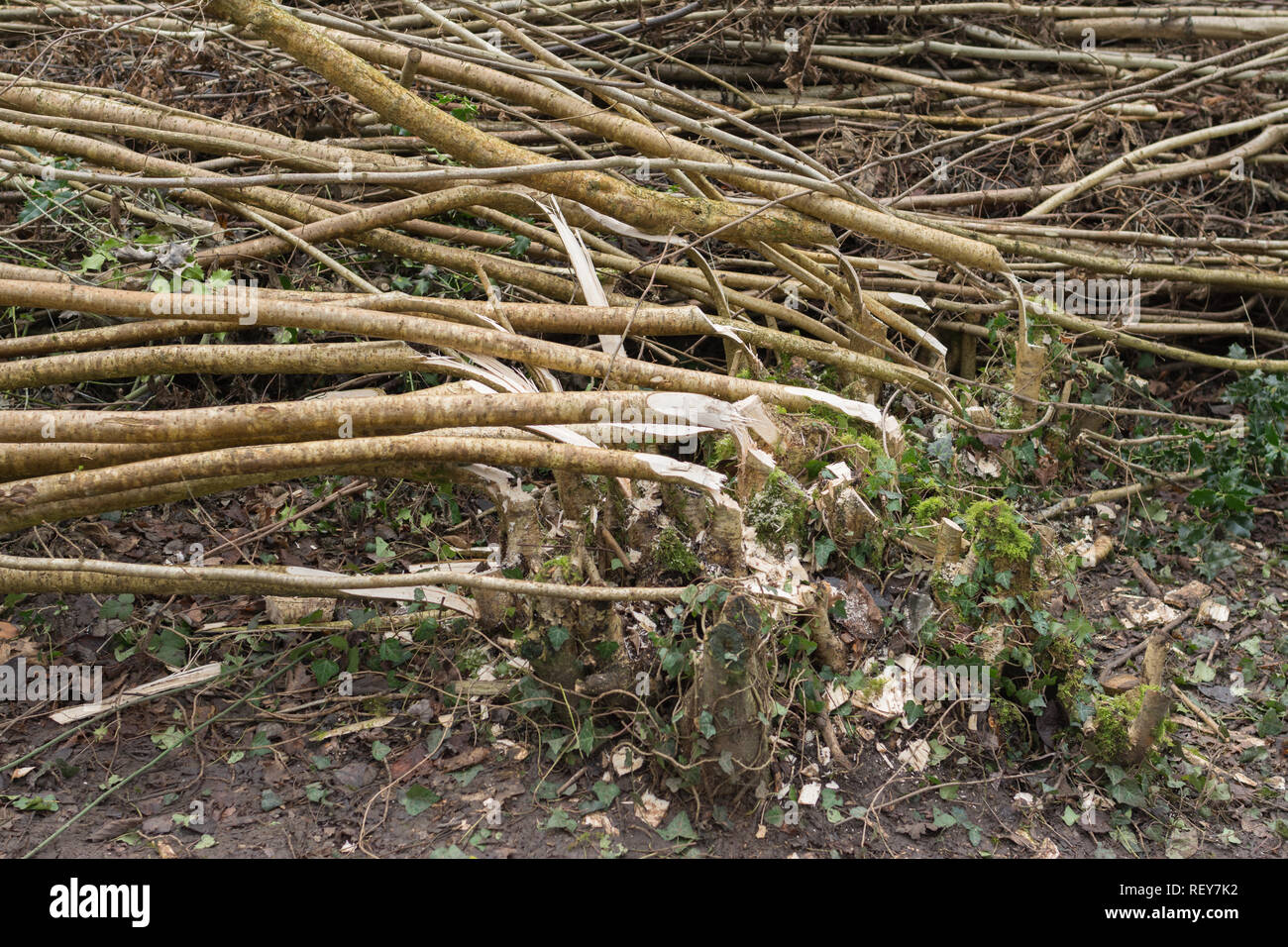 Hedge cutting uk hi-res stock photography and images - Alamy