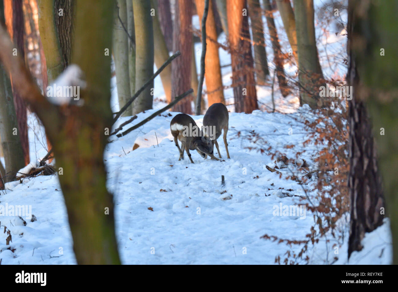 Antelope fawn snow hi-res stock photography and images - Alamy