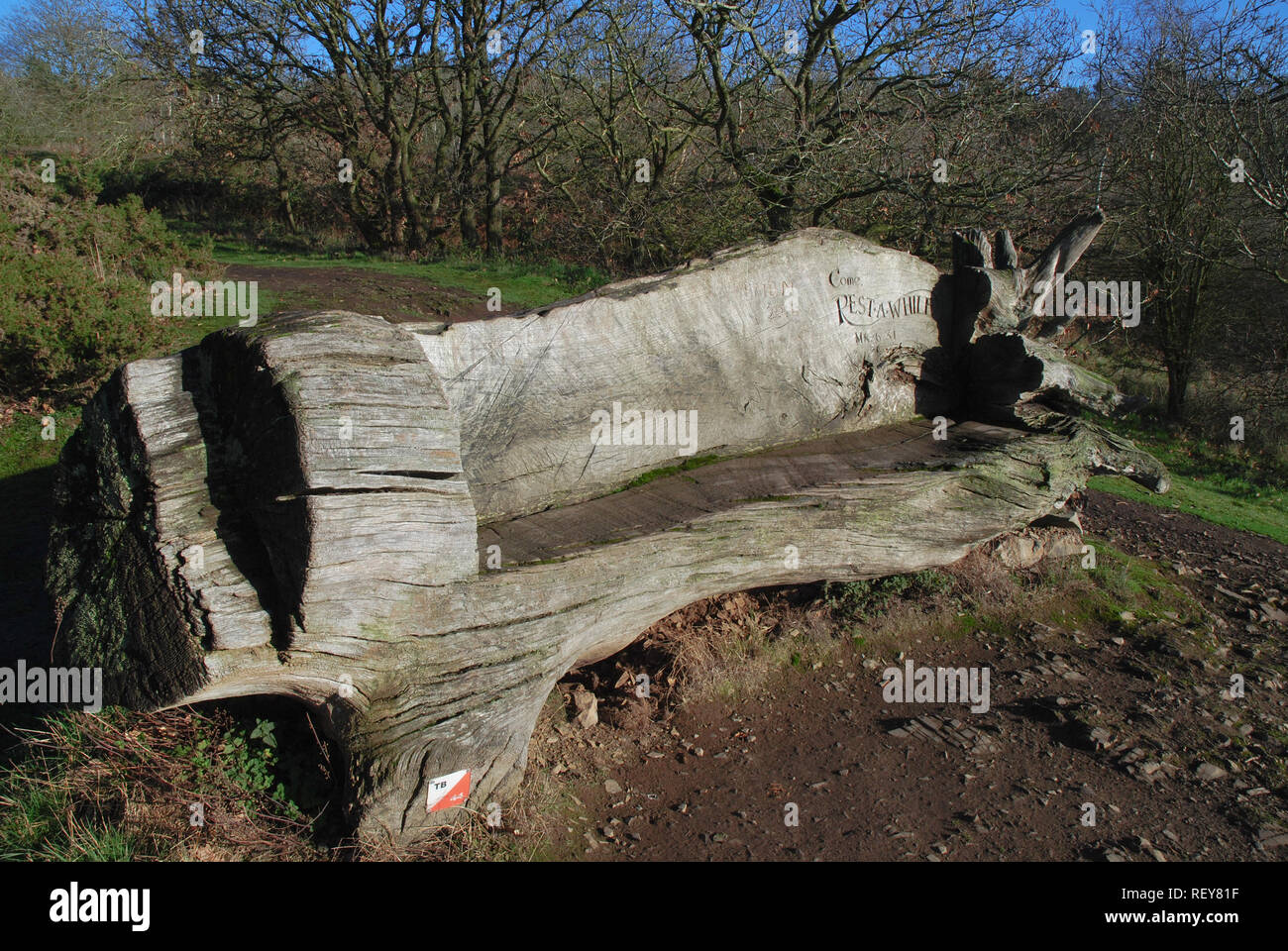 A Bench carved from an old fallen tree on the west face of Haughmond ...