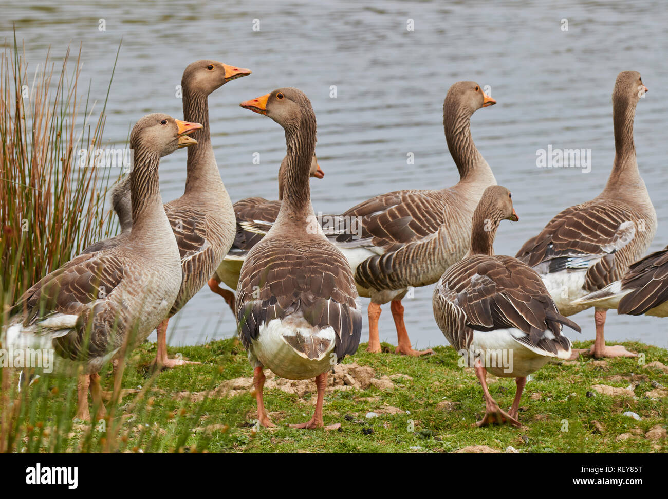 Greylag geese (Anser anser) on a pond in Devon, southwest England ...