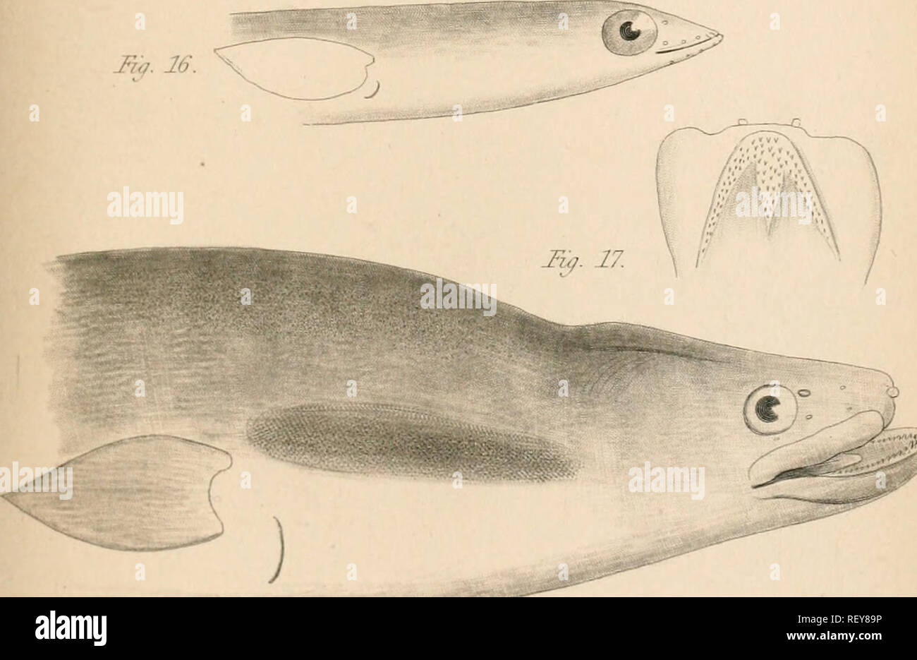 . Catalogue of apodal fish in the ... Museum. J}