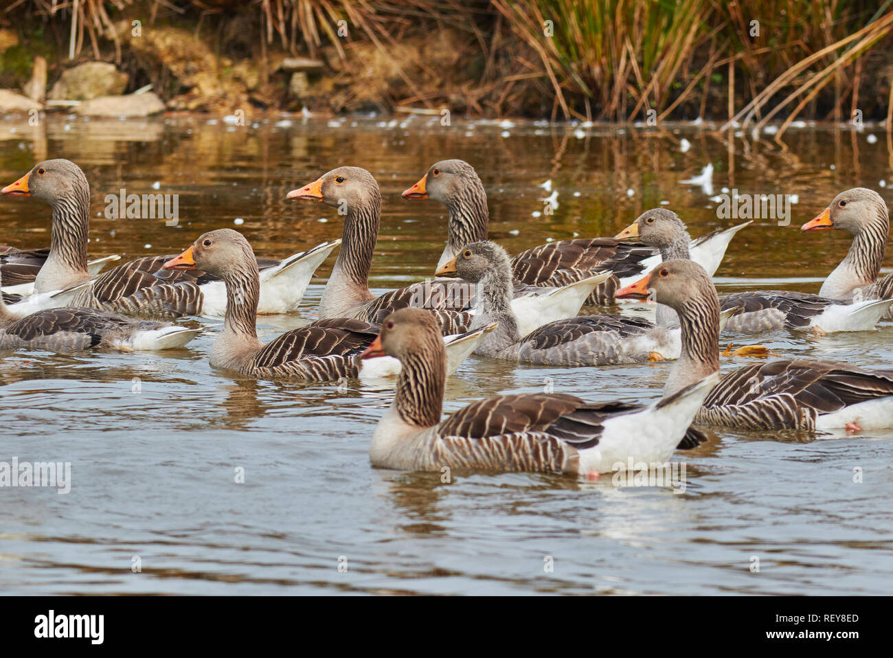 Native geese hi-res stock photography and images - Alamy