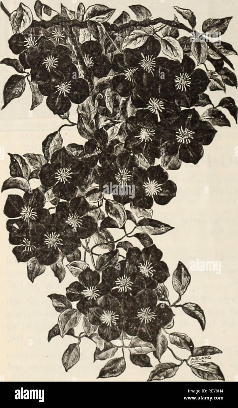 . Catalogue of Andorra Nurseries : choice hardy trees, shrubs, plants ...