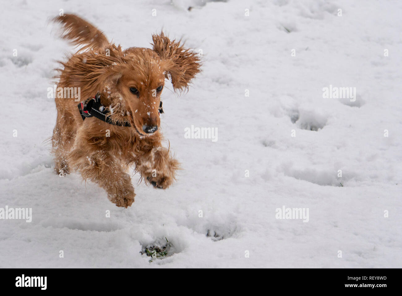 happy cocker spaniel puppy running in the snow Stock Photo - Alamy