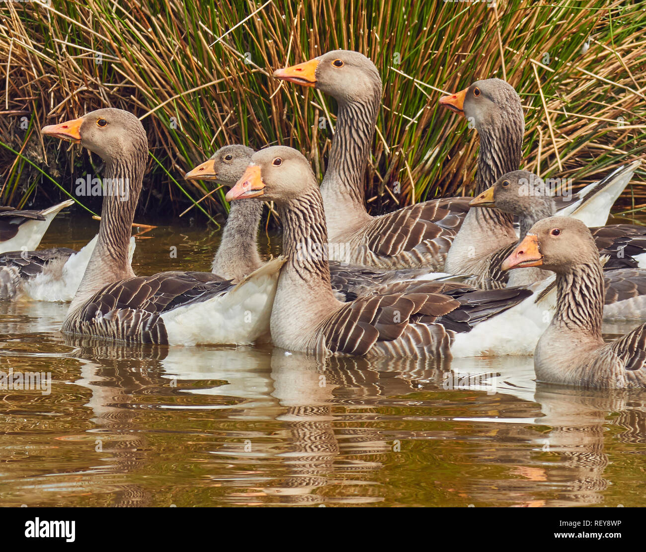 Eurasian goose species hi-res stock photography and images - Alamy