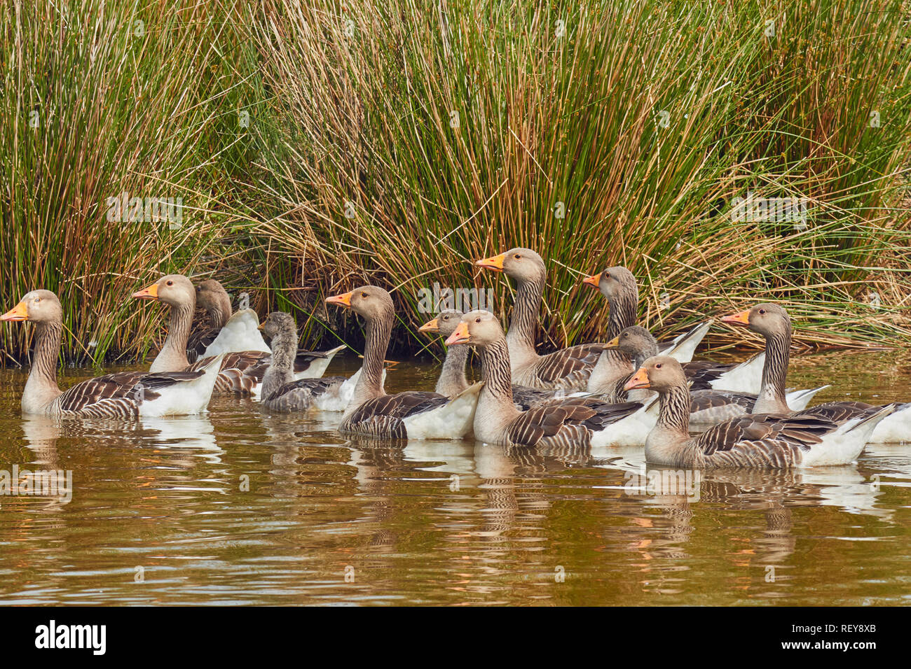 Eurasian goose species hi-res stock photography and images - Alamy