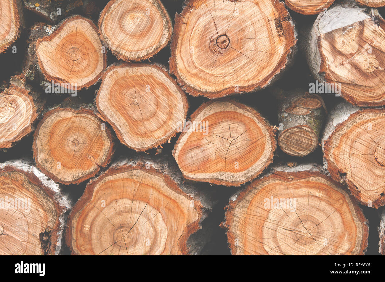 Cross section of many tree trunks. Matte colors Stock Photo - Alamy