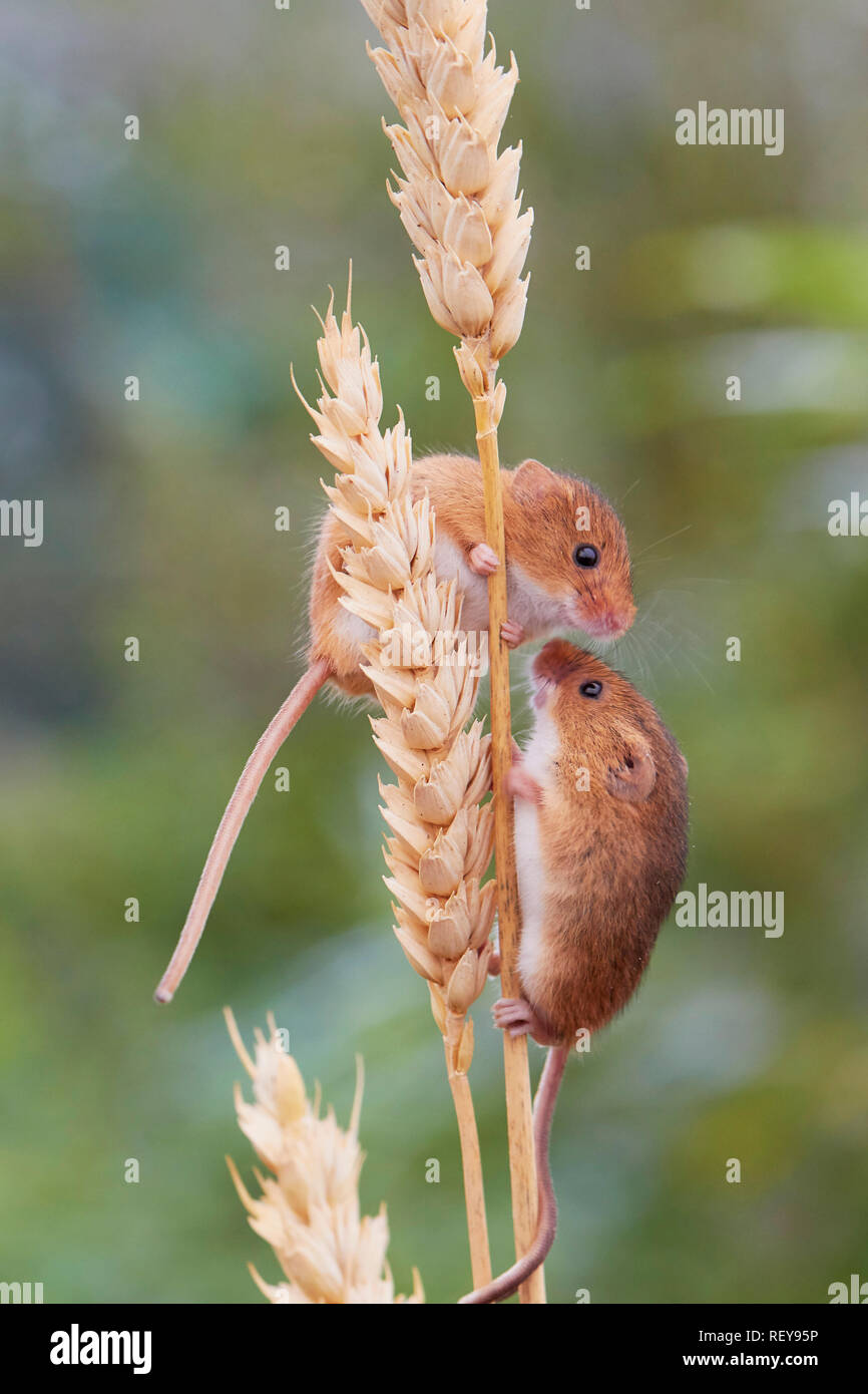 Harvest mice micromys minutus pair hi-res stock photography and images ...