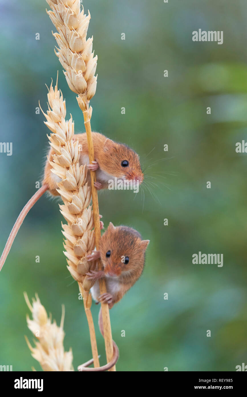 Harvest mice (Micromys minutus) feeding on wheat. This is a common ...