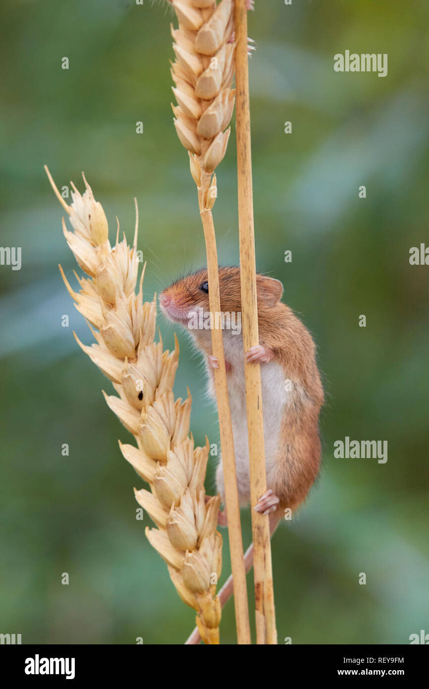 Harvest mice (Micromys minutus) feeding on wheat. This is a common ...