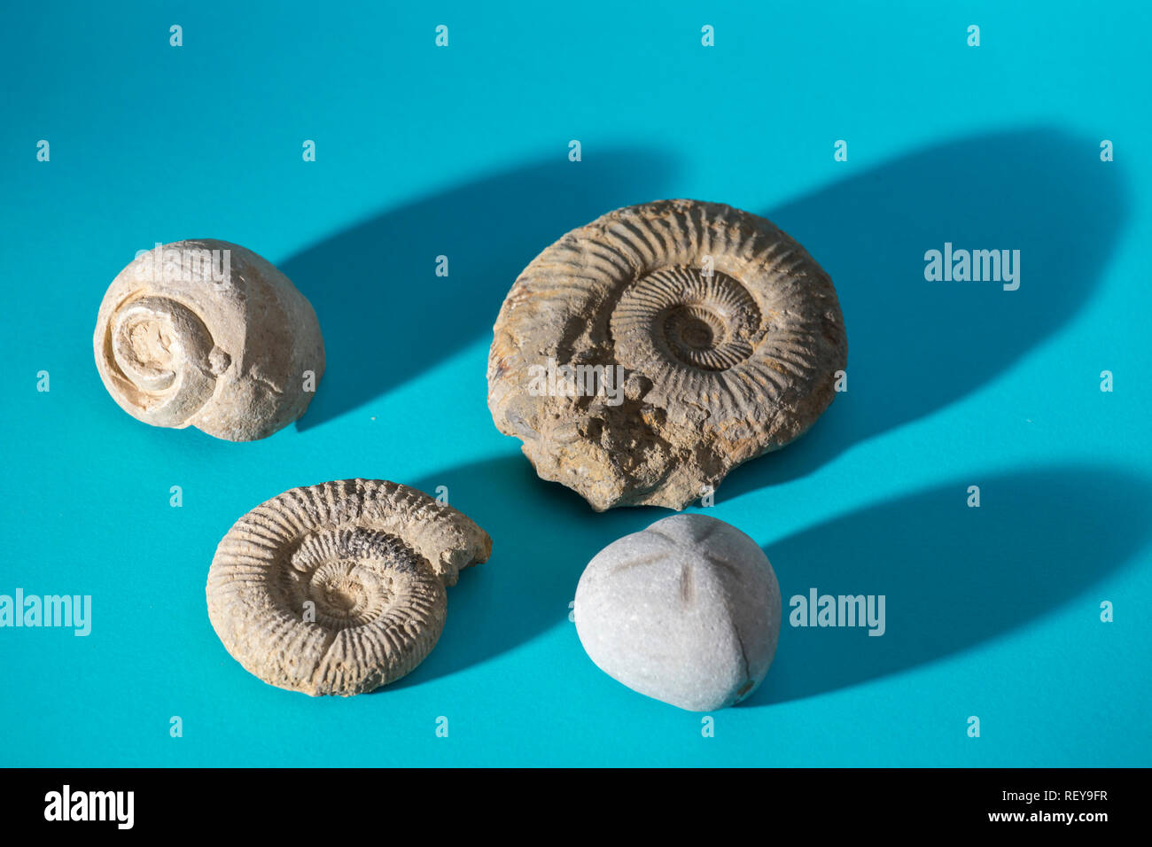 prehistoric fossils and stone on a blue surface Stock Photo - Alamy