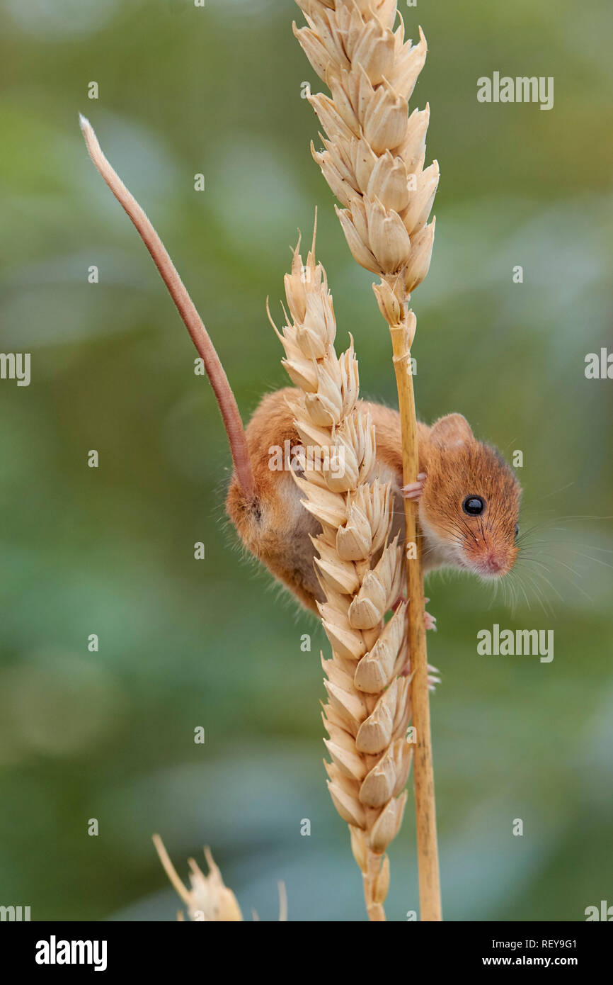 Native animal uk hi-res stock photography and images - Alamy