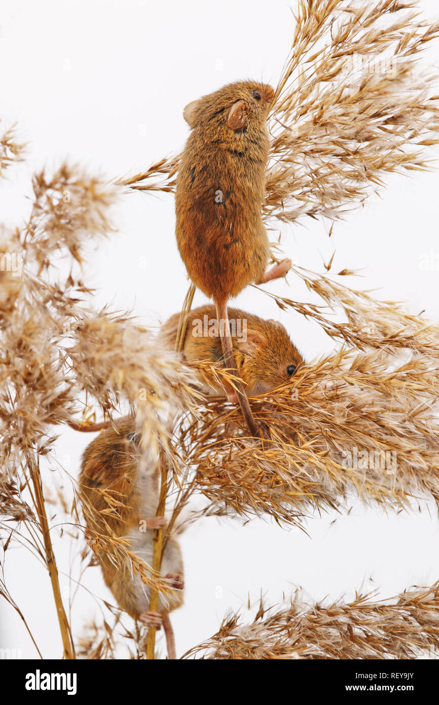 Harvest mice (Micromys minutus) feeding. This is a common rodent across ...
