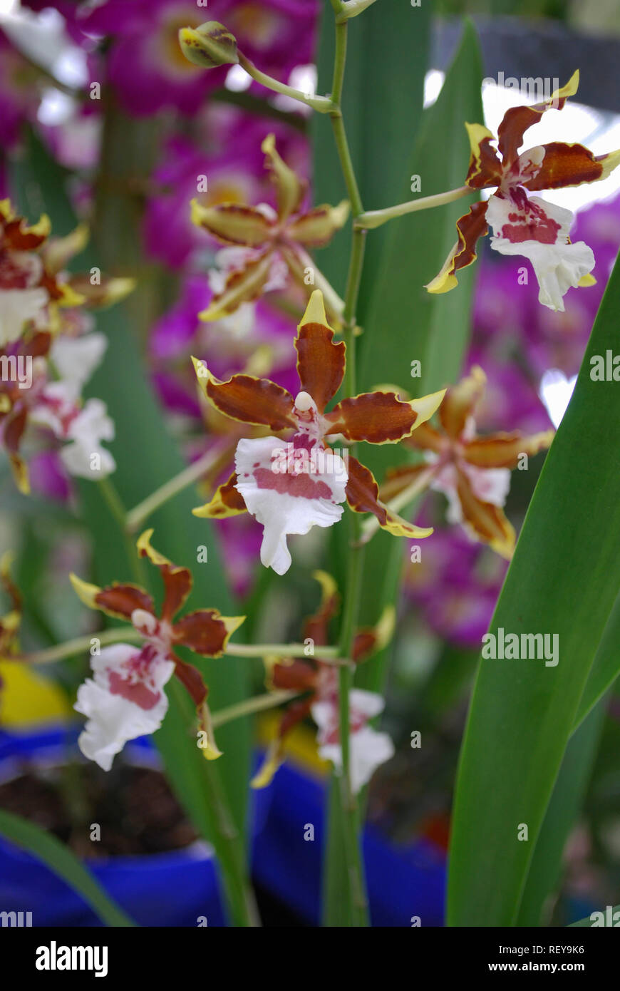 Orchid Oncidium maculatum (Phalaenopsis manabilis) flowers. Decorative ...