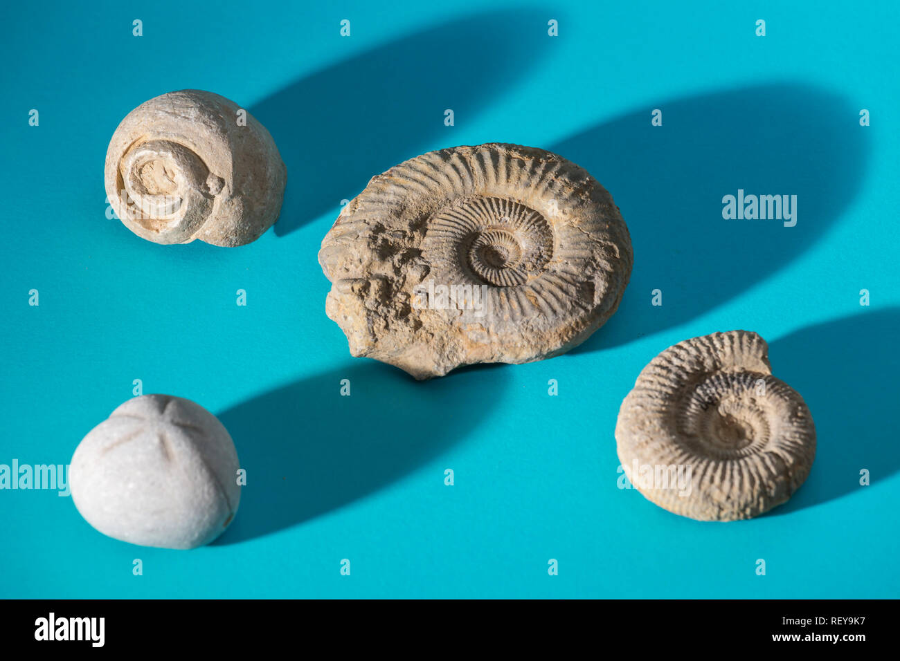prehistoric fossils and stone on a blue surface Stock Photo - Alamy