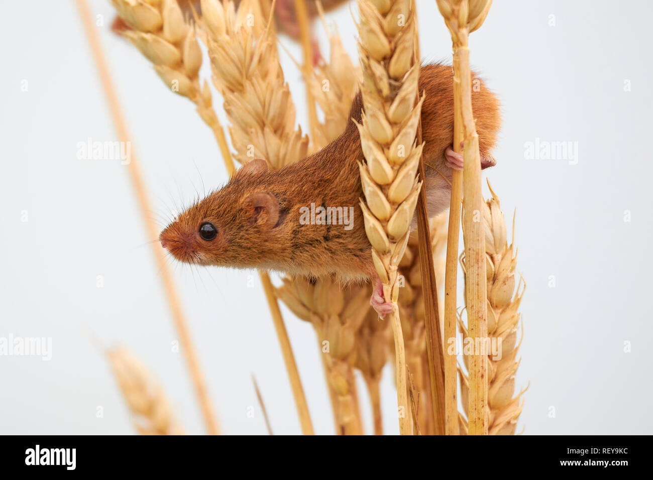 Harvest mice (Micromys minutus) feeding on wheat. This is a common ...