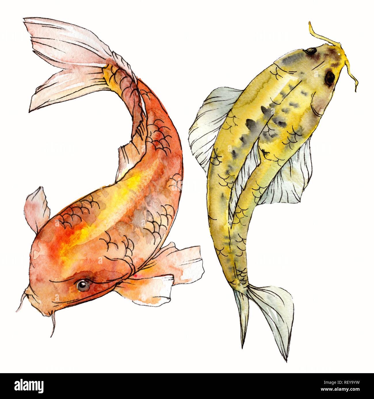 Goldfish texture hi-res stock photography and images - Alamy