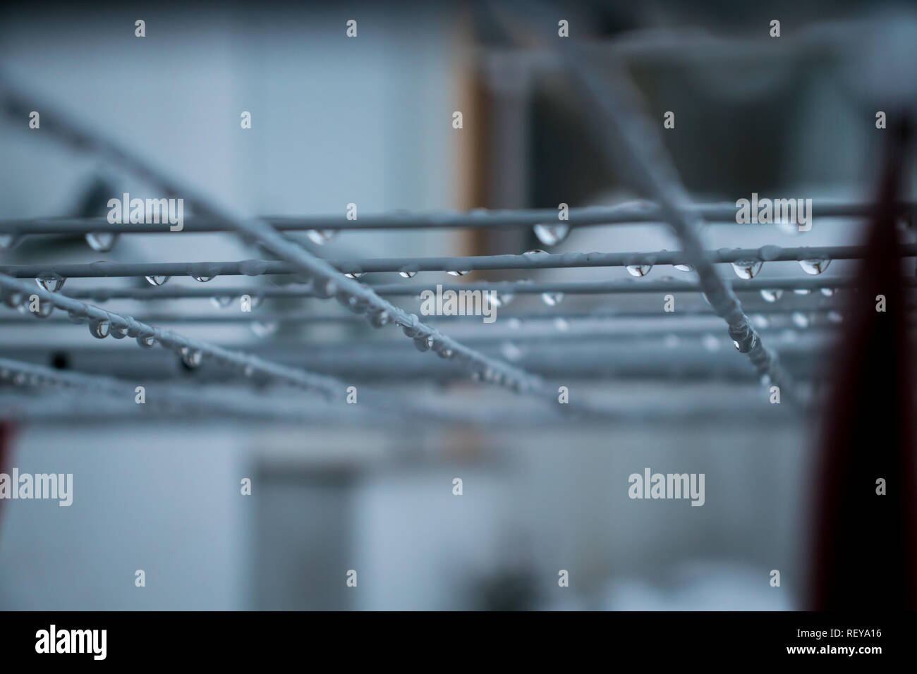 Autumn rain water drops in focus hanging from a metal strings Stock ...
