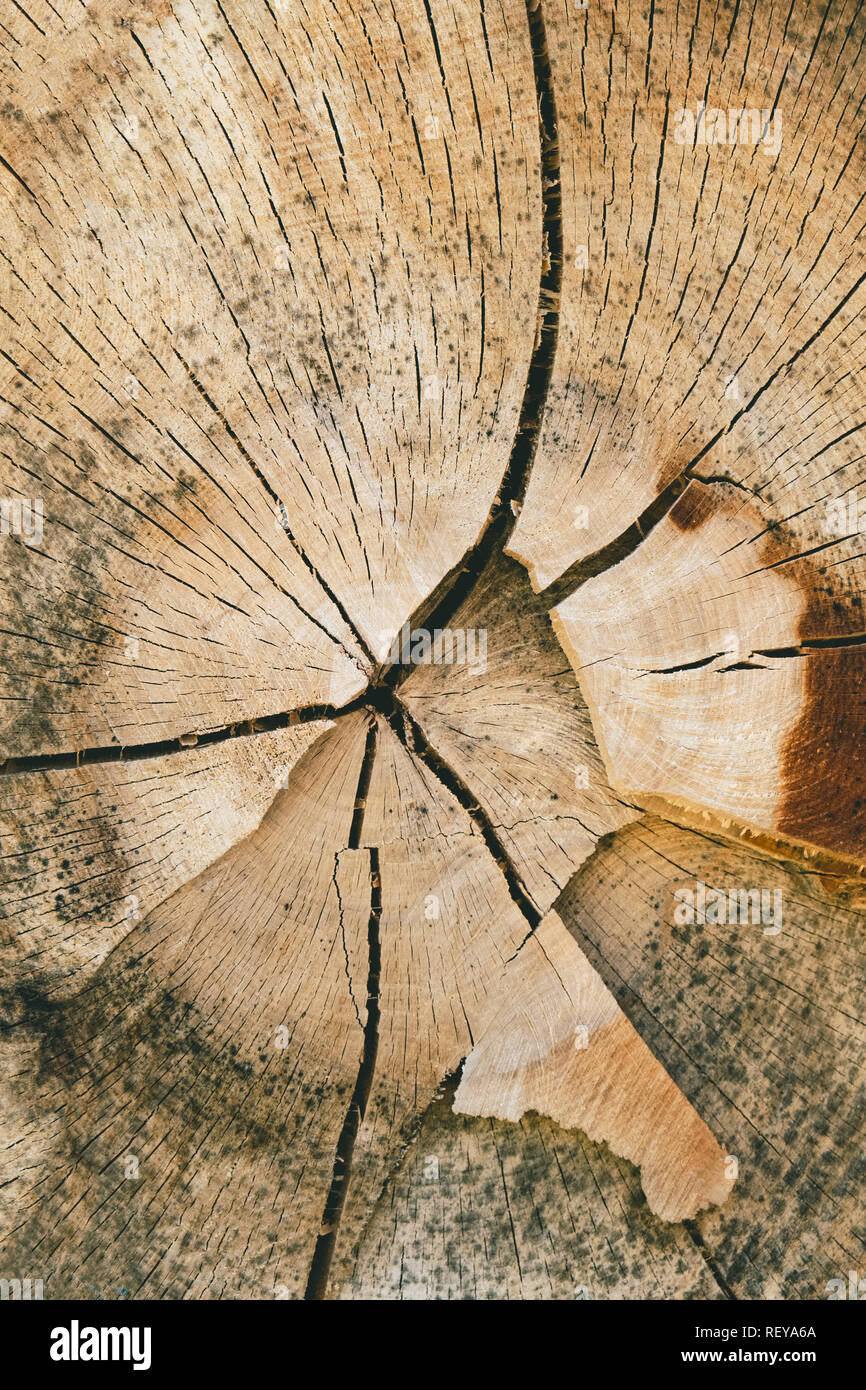 Log Texture High Resolution Stock Photography and Images - Alamy