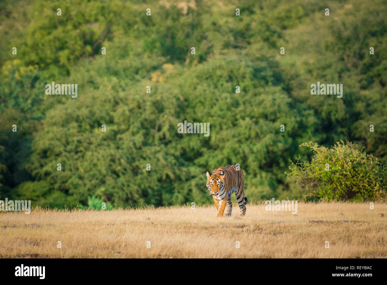 A tigress in a nature habitat. She was with her cubs and taking a rest ...