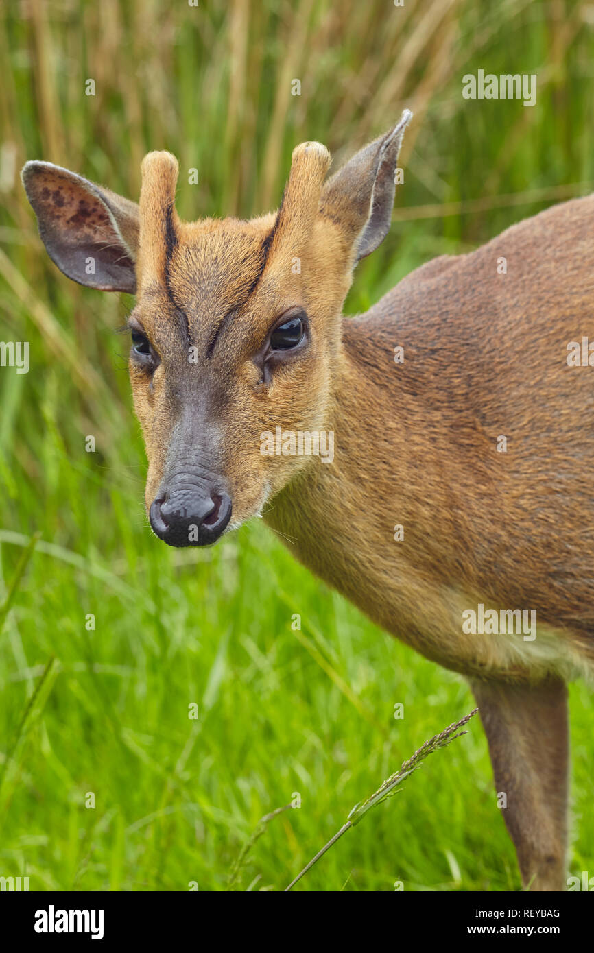 Reeves Muntjac Stock Photos & Reeves Muntjac Stock Images - Alamy