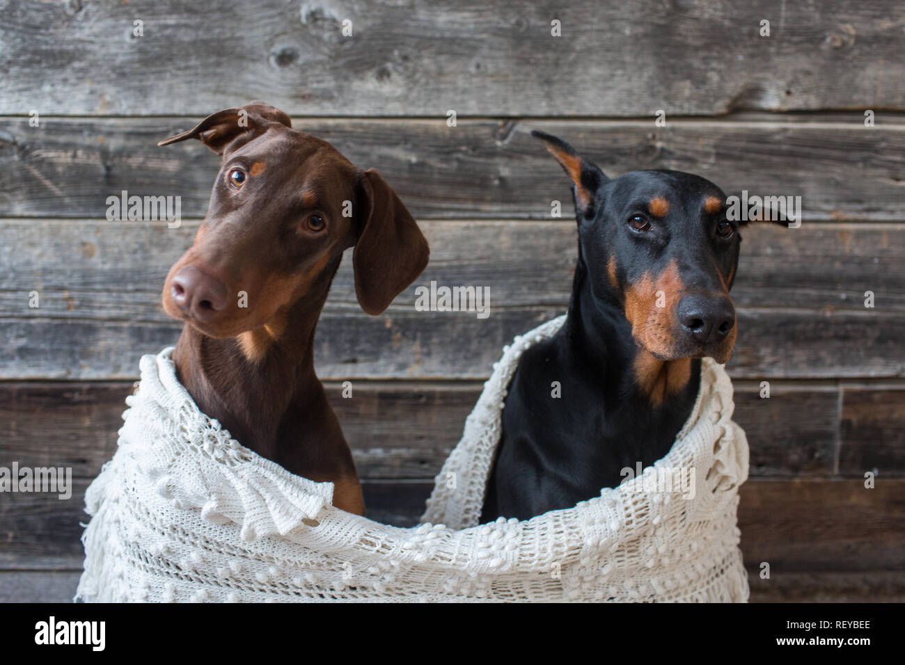 two dobermans sit together wrapped in white quilt Stock Photo - Alamy